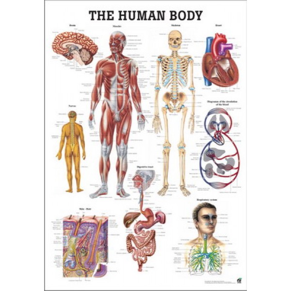The Human Body Poster 70x100cm Laminated | Herbs & Touch