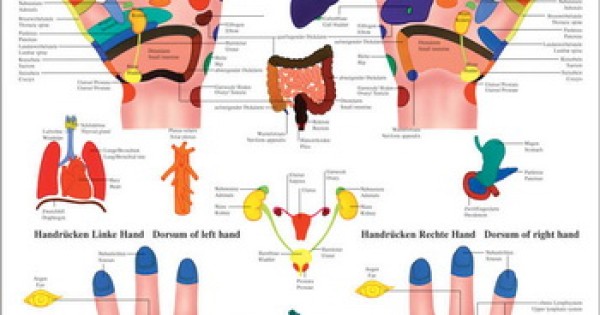 Physiotherapy VI - Reflexzones Hands Poster 50x70cm Laminated | Herbs ...