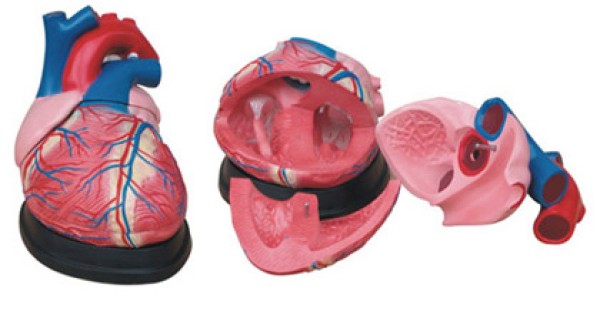 Jumbo heart model | Herbs & Touch